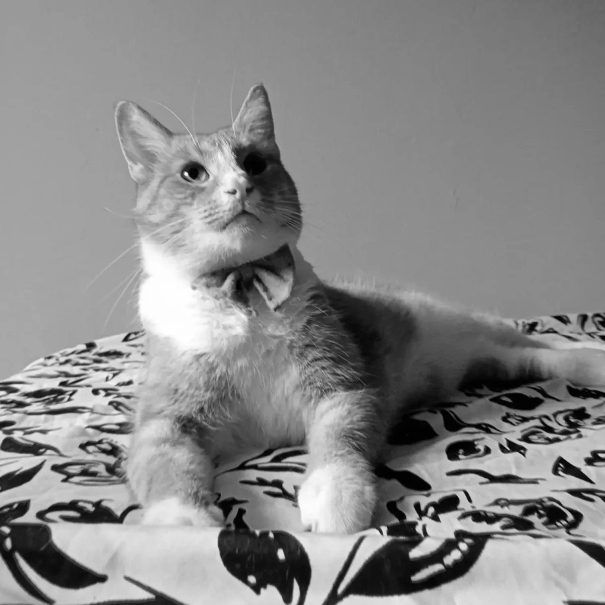 Pascal | Avinode Group